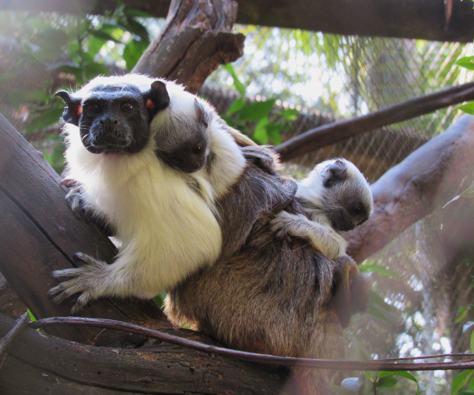 NASCE NO PARQUE ECOLÓGICO UM DOS PRIMATAS MAIS AMEAÇADOS DO MUNDO ...
